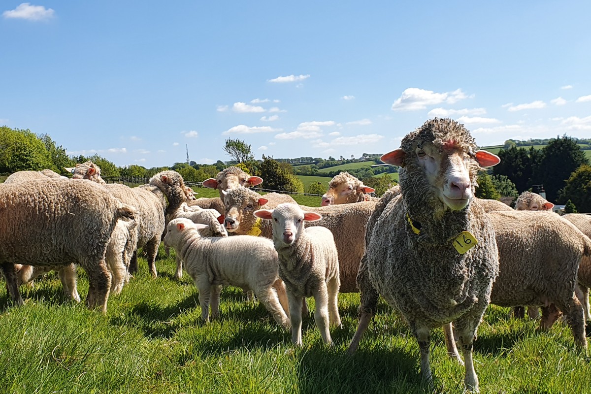 #115 How Merino Sheep can Thrive in Europe - Lesley Prior - Elisabeth ...